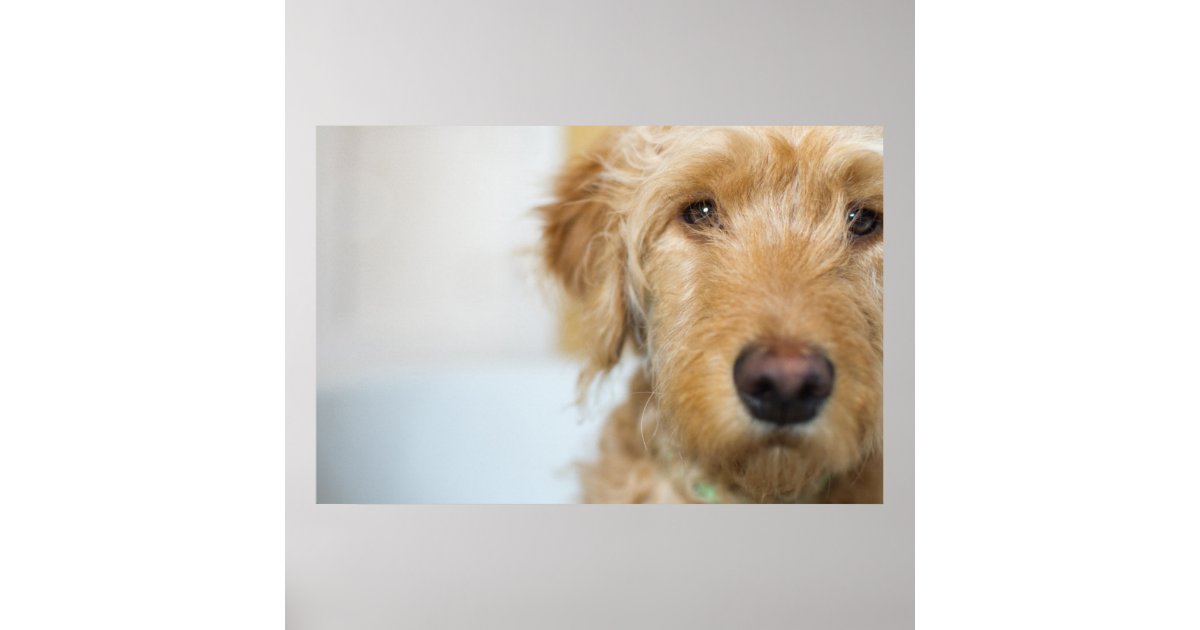 Goldendoodle Puppy Closeup Poster | Zazzle