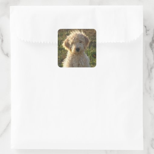 Goldendoodle Puppy Dog Greeting Sticker / Label | Zazzle