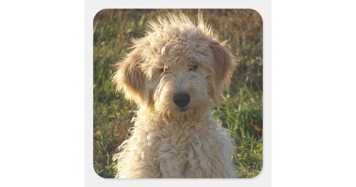 Goldendoodle Puppy Dog Greeting Sticker / Label | Zazzle