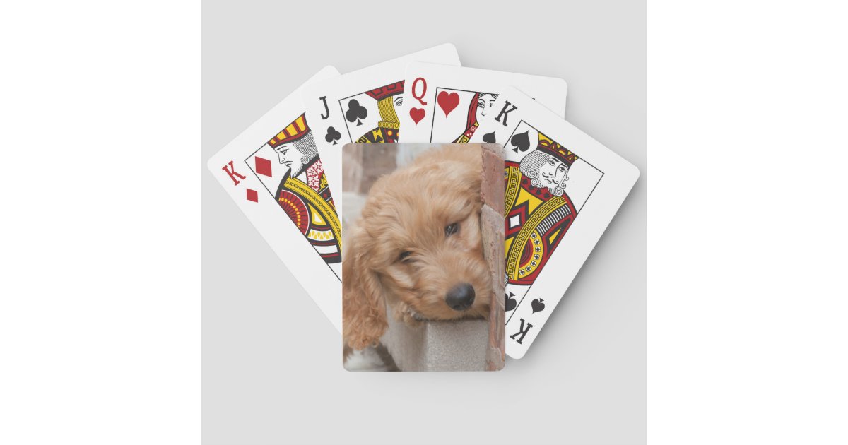 Goldendoodle Puppy Peeking Poker Cards | Zazzle