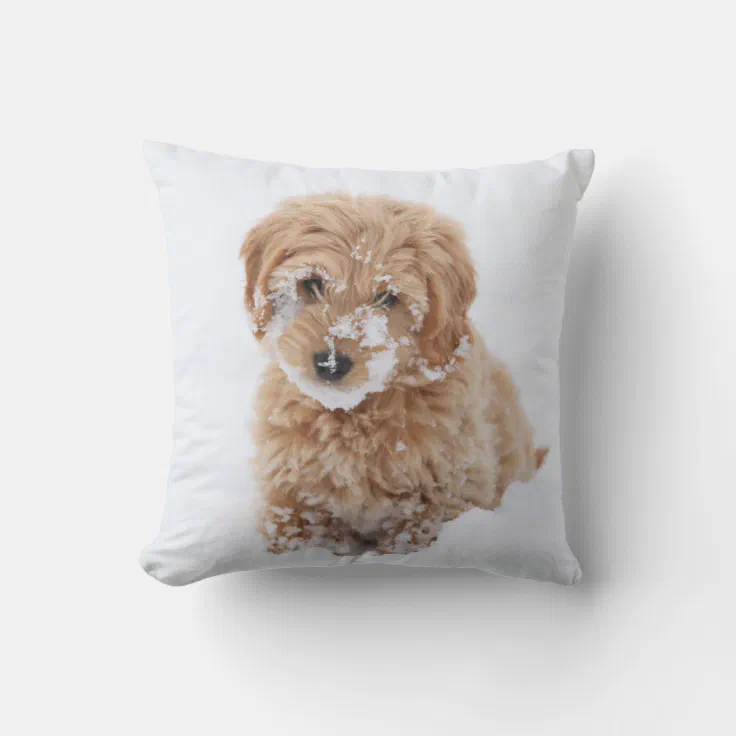 Goldendoodle Puppy With Snow On Face Throw Pillow | Zazzle