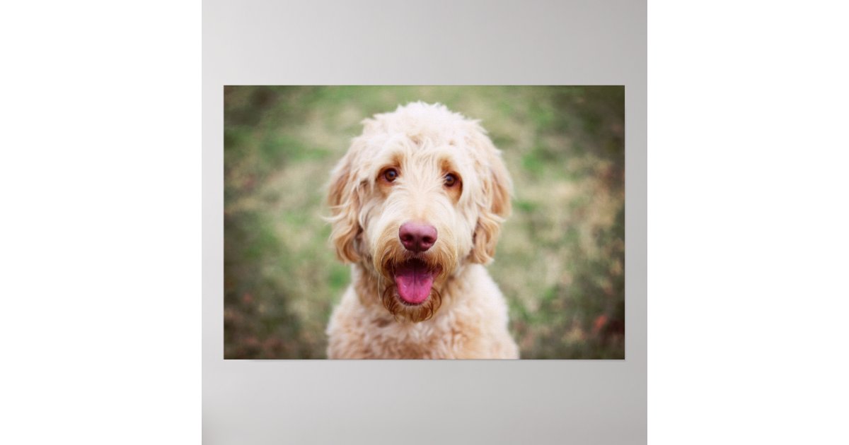 Goldendoodle Smiling Poster | Zazzle