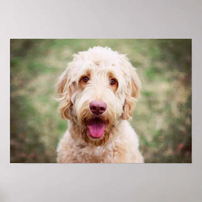 Goldendoodle Smiling Poster | Zazzle