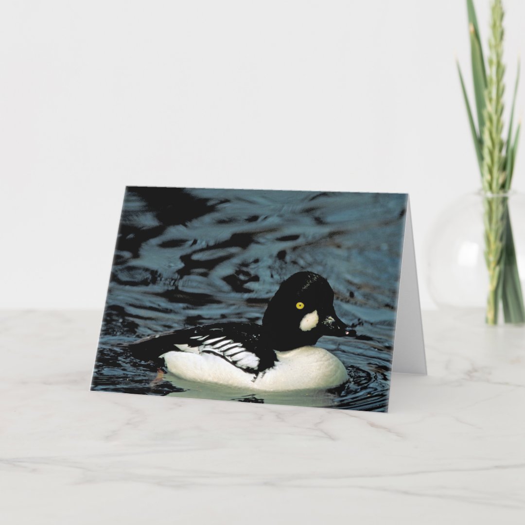 Goldeneye Duck Card | Zazzle