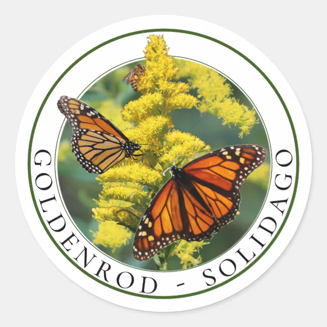 Goldenrod Solidago and Monarch Butterflies Classic Round Sticker | Zazzle