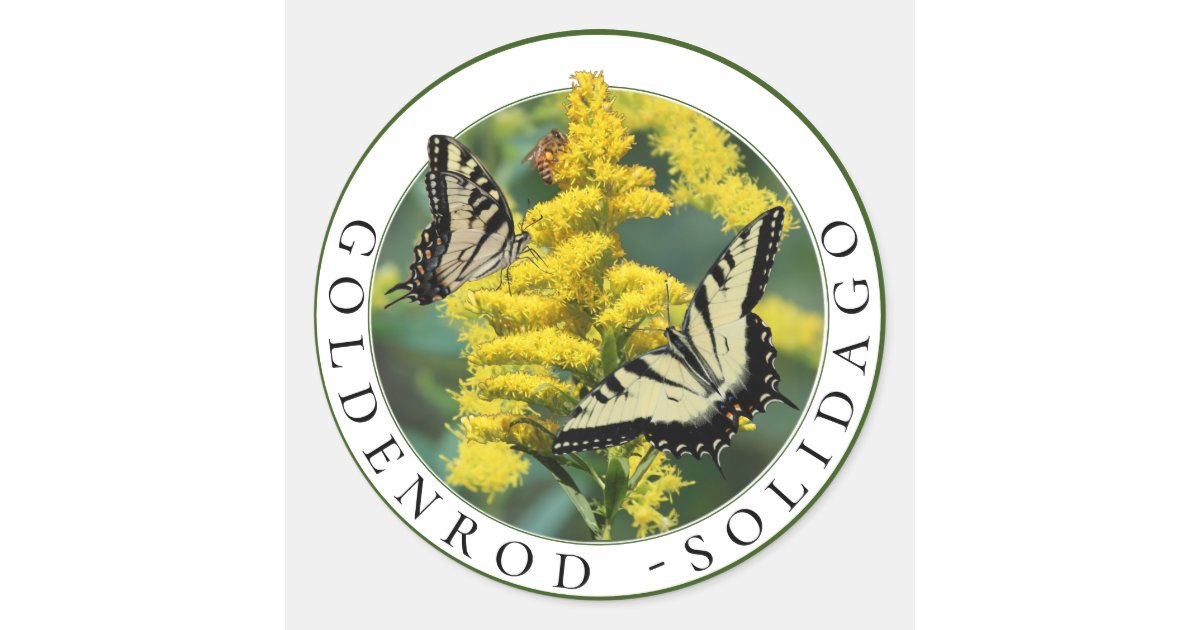 Goldenrod Solidago and Tiger Swallowtail Butterfly Classic Round ...