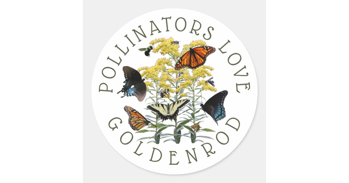 Goldenrod Solidago Wildflower and Pollinators Clas Classic Round ...