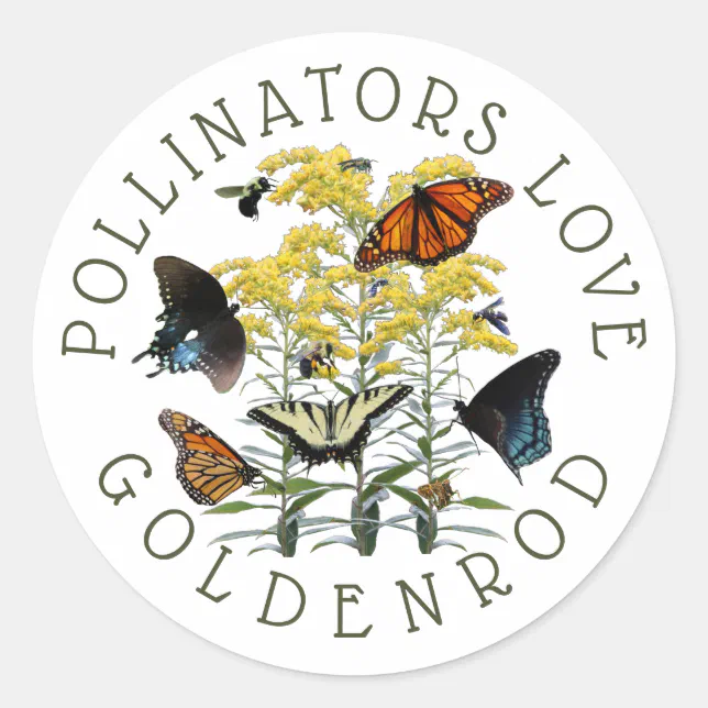 Goldenrod Solidago Wildflower and Pollinators Clas Classic Round ...