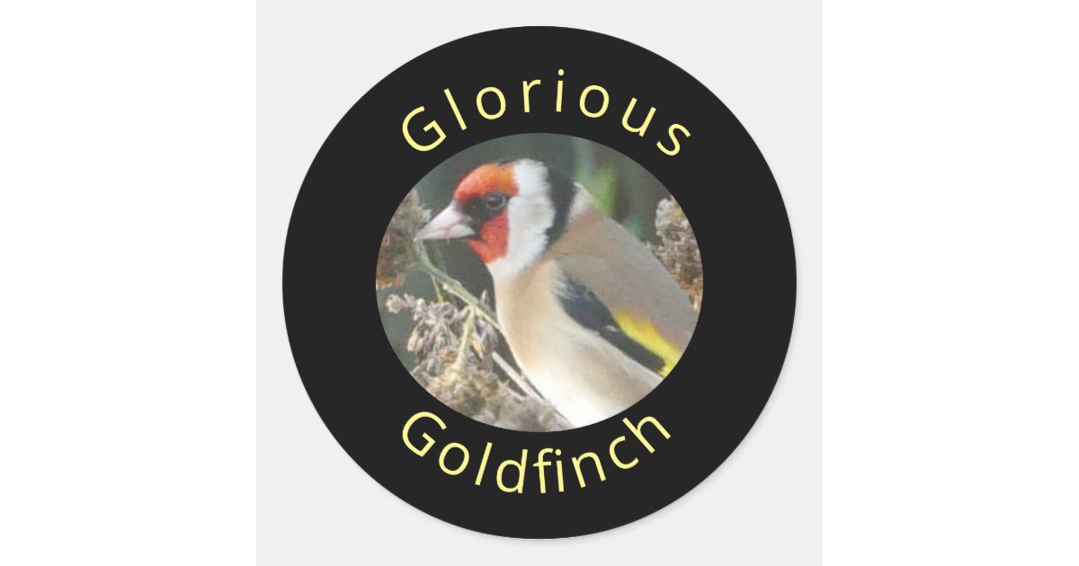 Goldfinch Sticker | Zazzle