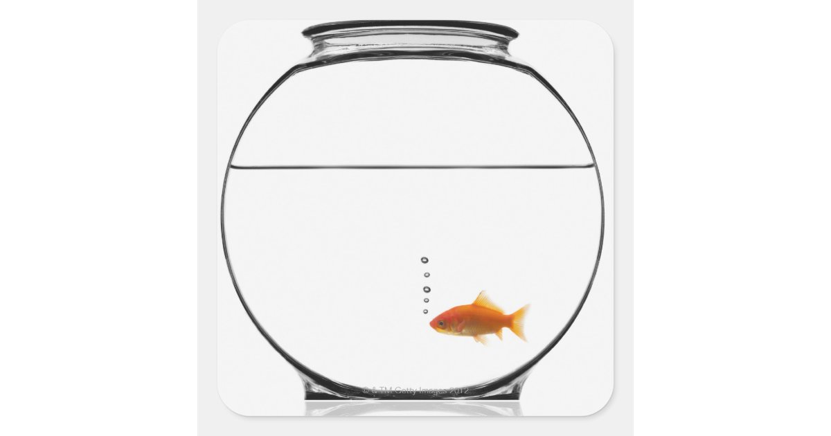 Goldfish in bowl square sticker | Zazzle