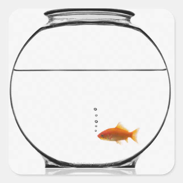 Goldfish in bowl square sticker | Zazzle