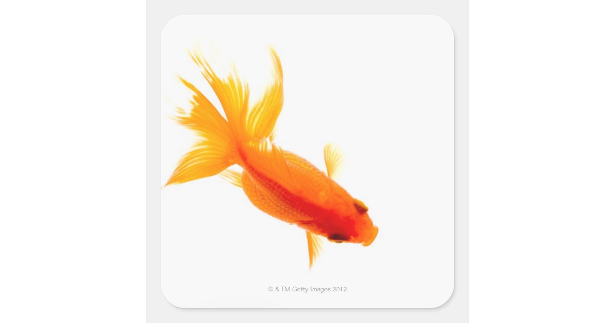 Goldfish, overhead view square sticker | Zazzle
