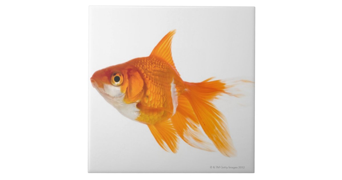 Goldfish, side view tile | Zazzle