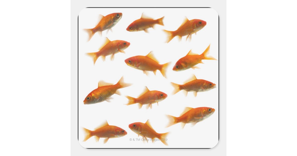 Goldfish Square Sticker | Zazzle