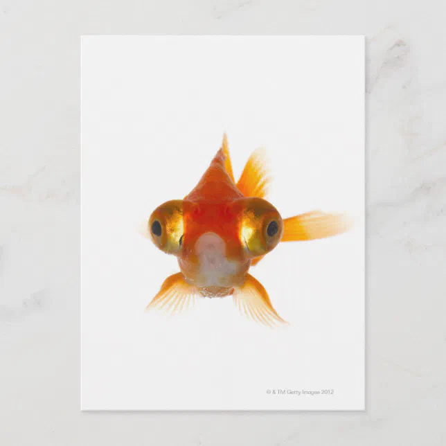 Goldfish with Big eyes 2 Postcard | Zazzle