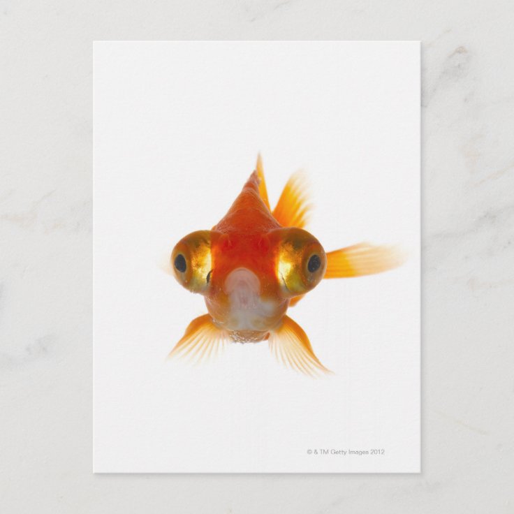 Goldfish with Big eyes 2 Postcard | Zazzle