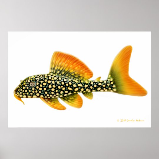 Goldy Pleco Fish Print | Zazzle.com