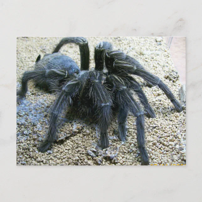 Goliath Tarantula Postcard | Zazzle