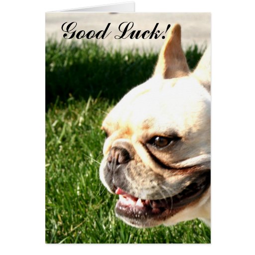 Good Luck French Bulldog greeting card | Zazzle