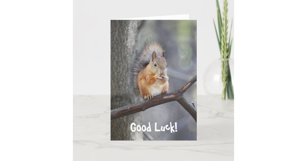 Good Luck Red Squirrel greeting card | Zazzle.com