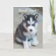Good Luck Siberian Husky Puppy card | Zazzle