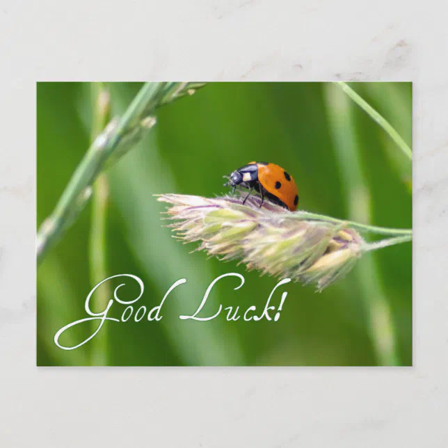 Good Luck with a little ladybug! Postcard | Zazzle