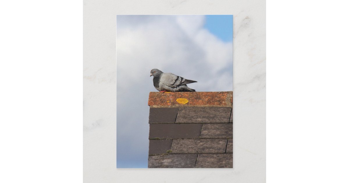 Good Morning Pigeon Postcard | Zazzle