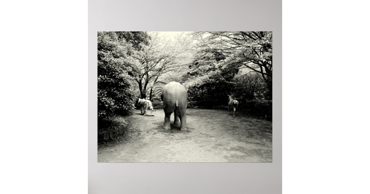 Goodbye Elephant, Tiger and Zebra Poster | Zazzle