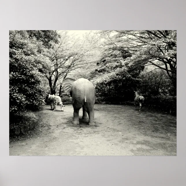 Goodbye Elephant, Tiger and Zebra Poster | Zazzle