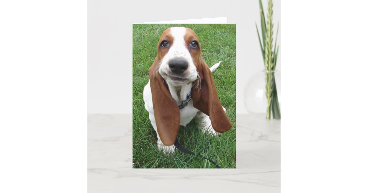 Goofy Basset Hound Greeting Card | Zazzle