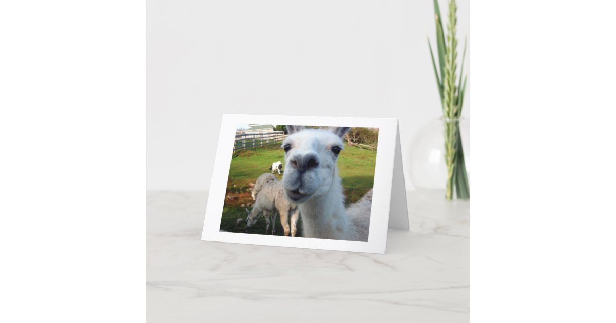 Goofy Llama Blank Greeting Card | Zazzle