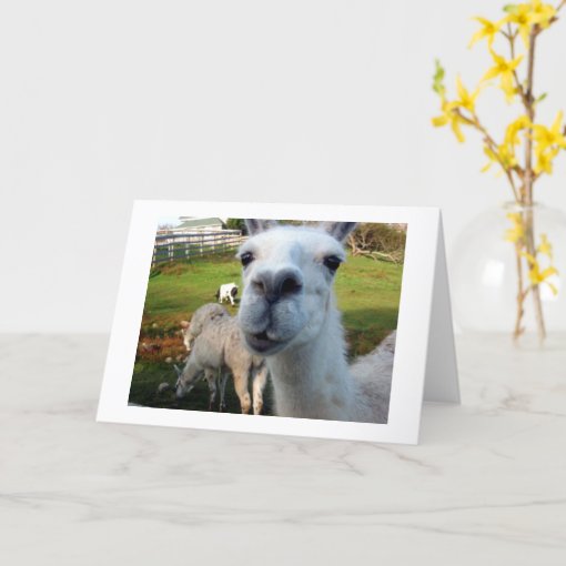 Goofy Llama Blank Greeting Card | Zazzle