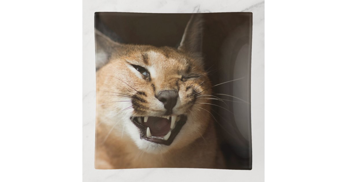 Goofy Lynx Trinket Tray | Zazzle