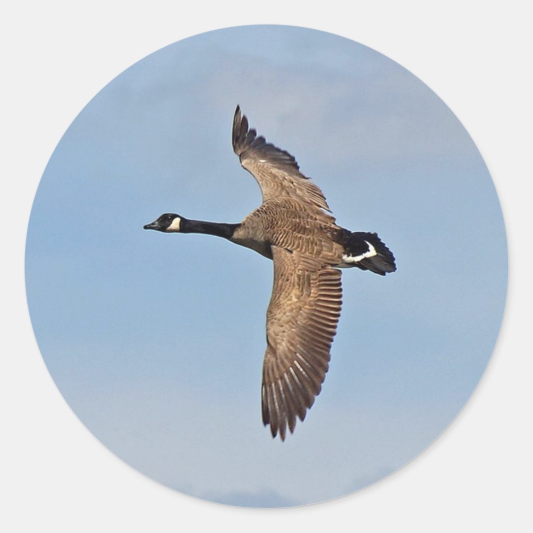 Goose in Flight Classic Round Sticker | Zazzle