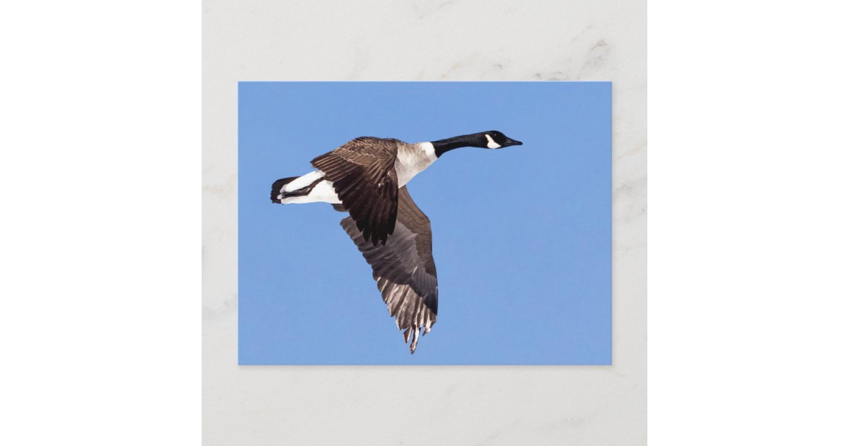 Goose In Flight Postcard | Zazzle