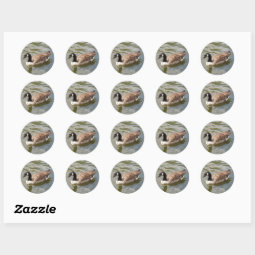 Goose Stickers | Zazzle