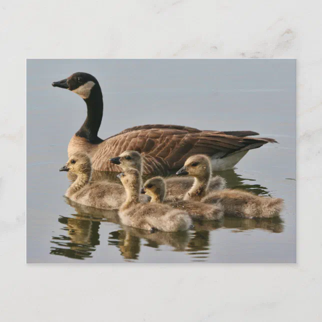 Goose with Chicks Postcard | Zazzle