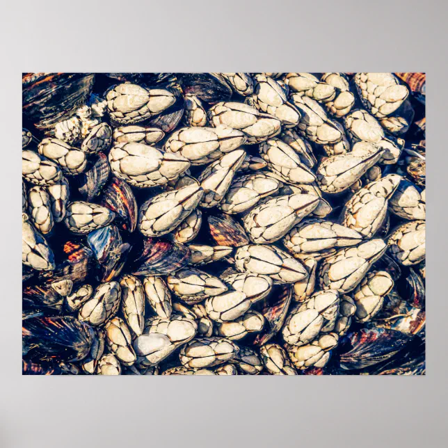 Gooseneck Barnacles & Mussels, Westcoast Canada Poster | Zazzle