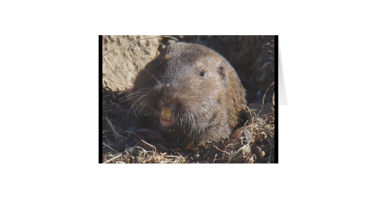 Gopher Card | Zazzle