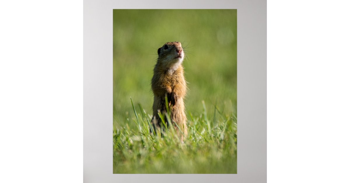 Gopher Poster | Zazzle