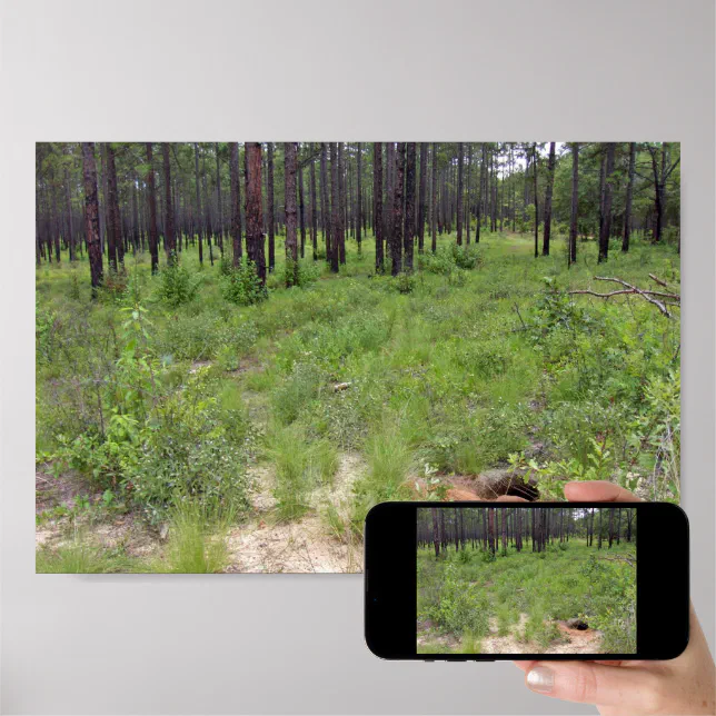 Gopher tortoise burrow and habitat (Gopherus polyp Poster | Zazzle Gopher tortoise burrow and habitat (Gopherus polyp Poster | Zazzle