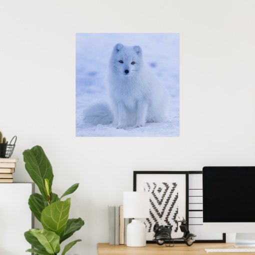 Gorgeous arctic fox poster | Zazzle