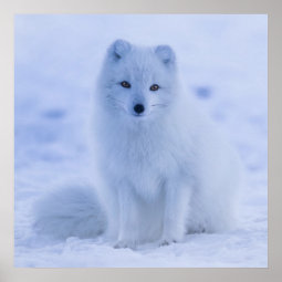 Gorgeous arctic fox poster | Zazzle