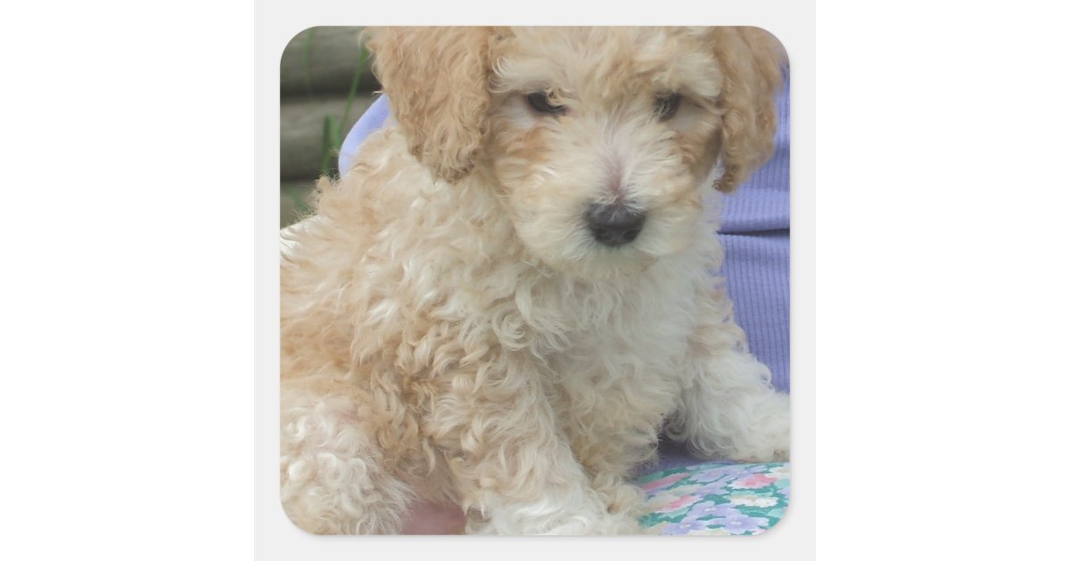 Gorgeous cavapoo puppy looking your way, isolated square sticker | Zazzle