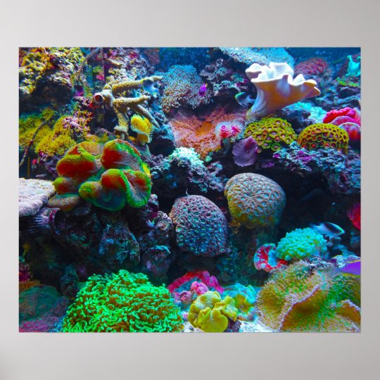 Gorgeous Coral Reef Poster | Zazzle.com