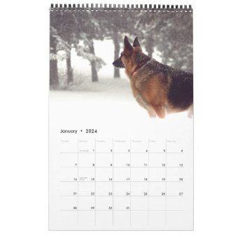 Gorgeous German Shepherd Calendar | Zazzle