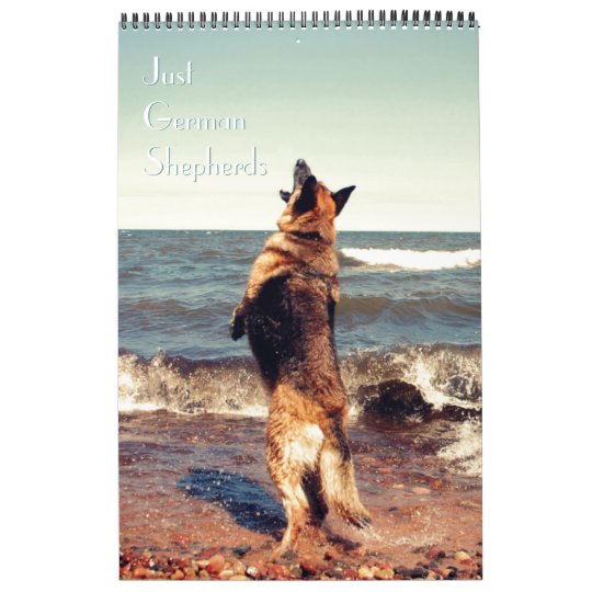 Gorgeous German Shepherd Calendar | Zazzle.com