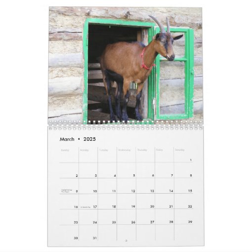 Gorgeous Goats 12 Month Calendar for 2016 | Zazzle