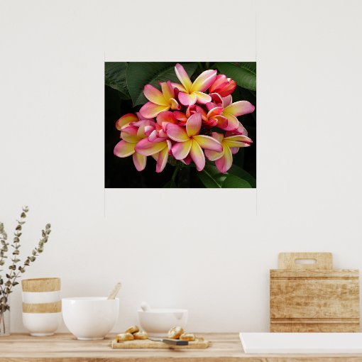 Gorgeous Pink and Yellow Plumeria Poster | Zazzle