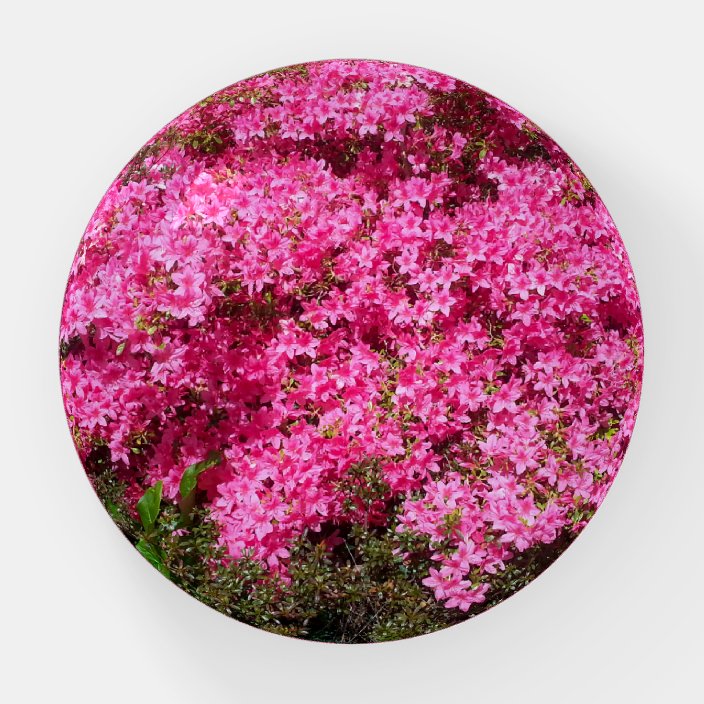 Gorgeous Pink Flowers Paperweight | Zazzle.com